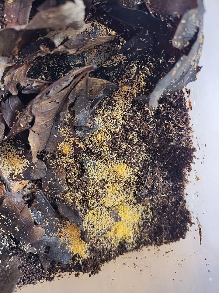 Yellow Springtails (Ceratophysella isabellae) 5.5oz Culture Approx ...