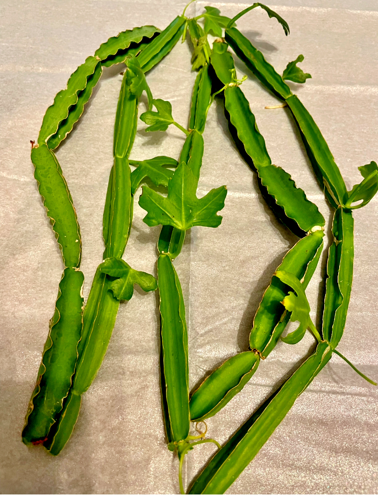 Four VEDLT GRAPE 'CUCUMBER CACTUS' CISSUS QUADRANGULARIS air plant ...