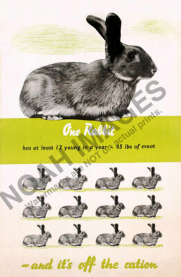 Rabbits vintage WW2 British food ration propaganda poster 12x18 | eBay