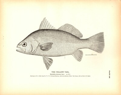 Rare 1884 Antique Fish Print Engraving ~The Yellowtail | eBay