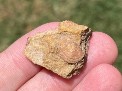 New Mexico Fossil Brachiopod Neochonetes whitei Pennsylvanian Age | eBay
