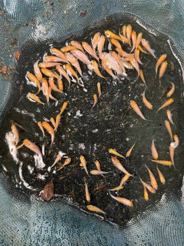 5 Live Kohaku Koi Fry Fish Baby Babies Peanuts Free Shipping | eBay