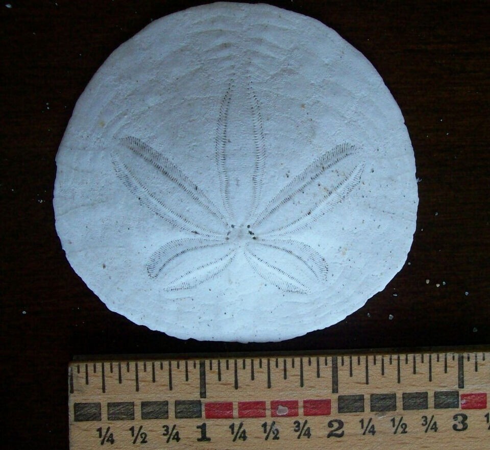 Pacific Sand Dollars Lot/2 Shells One 2.25" & One 2.5" California Beach ...