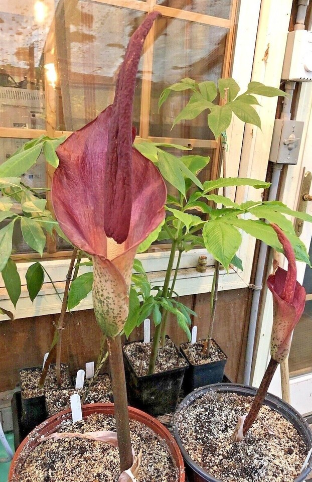 AMORPHOPHALLUS KONJAC 'Nightstick' dormant bulb, (Voodoo Lily) Arisaema ...