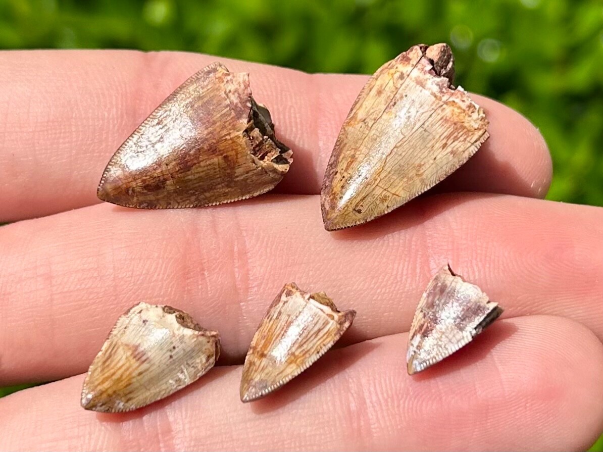 Redondasaurus Large Phytosaurus Vertebrae Redondasaurus For Sale ...