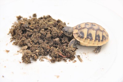 Agrobs PRE ALPIN® TESTUDO Original Tortoise Food 1kg FREE DELIVERY ...