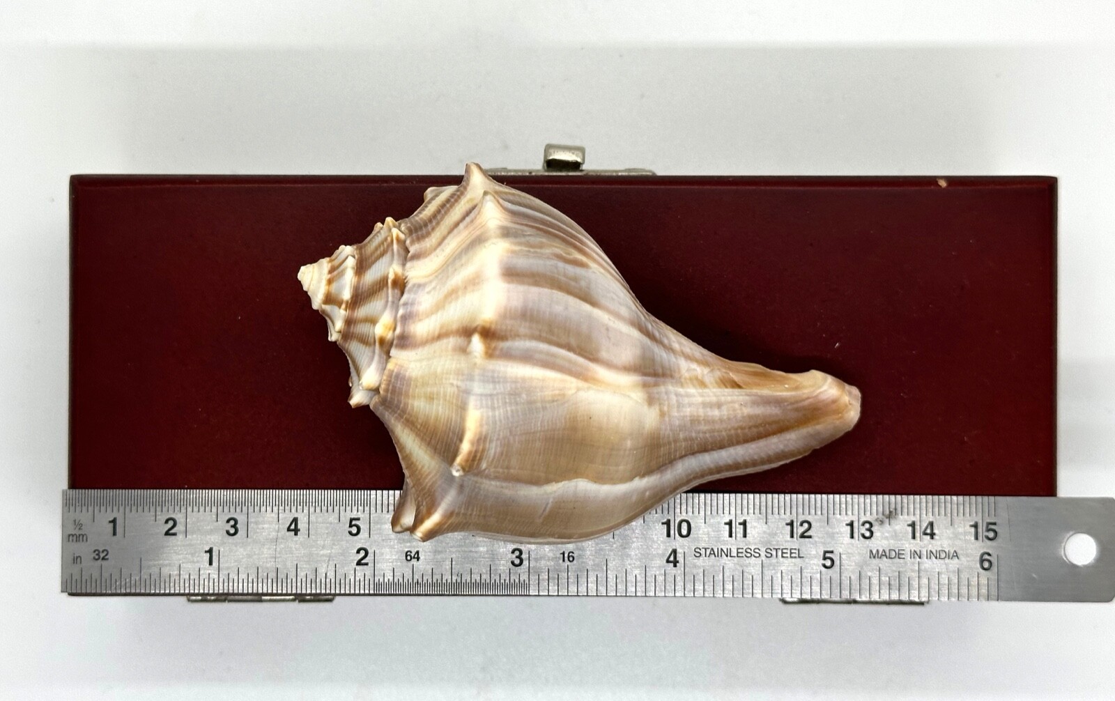 Knobbed Whelk (Busycon carica) -- 3.75 x 2.50 in. approx / ~ 94 mm | eBay