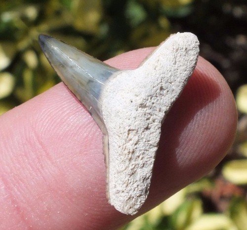 Nice Grayish colored Bone Valley Negaprion Eurybathrodon Shark Tooth | eBay