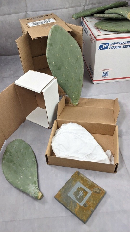 3 Spineless Prickly Pear Opuntia Cactus Pads 5+ Inches each From ...