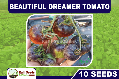 Beautiful Dreamer Tomato - 10 Seeds! | eBay Australia