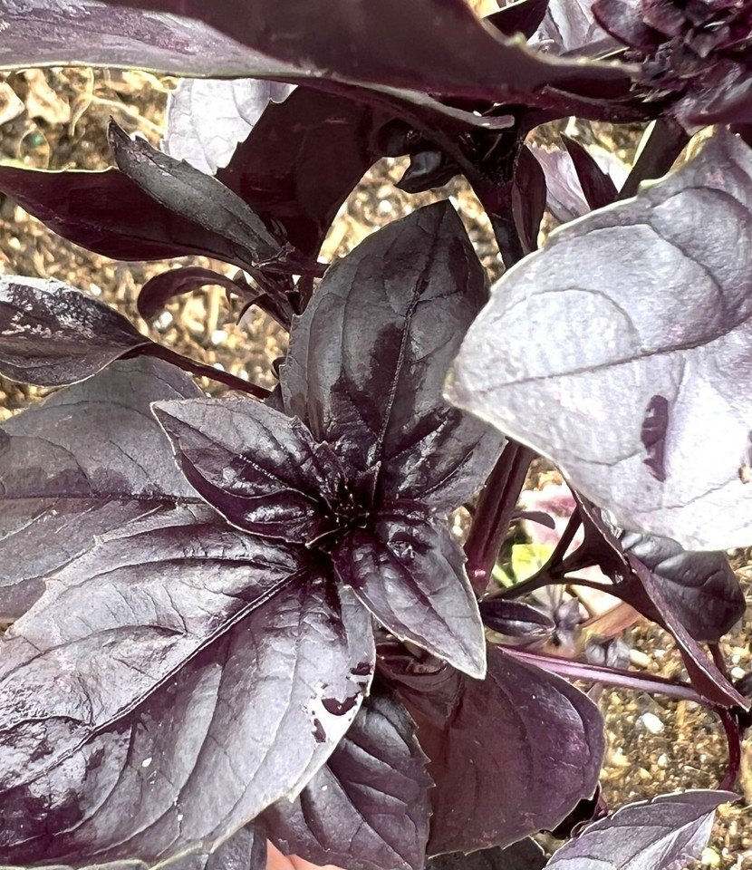 Dark Purple Opal Basil Seeds | Heirloom | Organic | Herb | eBay