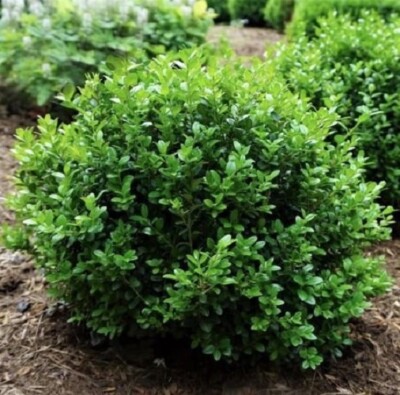 Little Missy Dwarf Boxwood - Live Plant - ( 2.5 QT ) - Evergreen | eBay