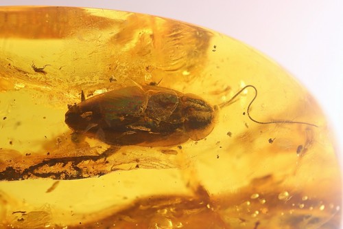 Big Cockroach Blattaria. Fossil insect in Baltic amber #10721 | eBay
