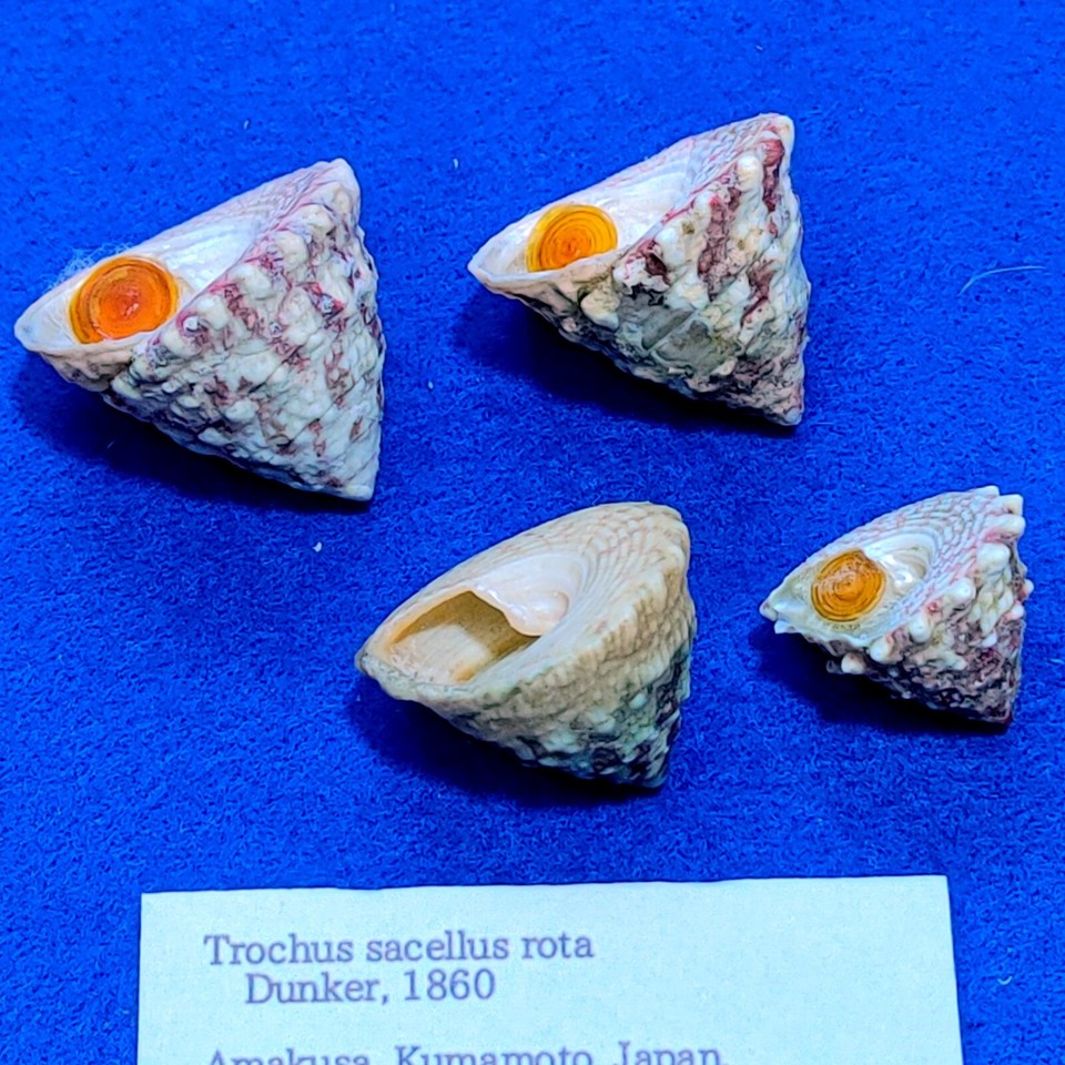 Trochus sacellus rota 27-19mm Top Shell Sea shells | eBay