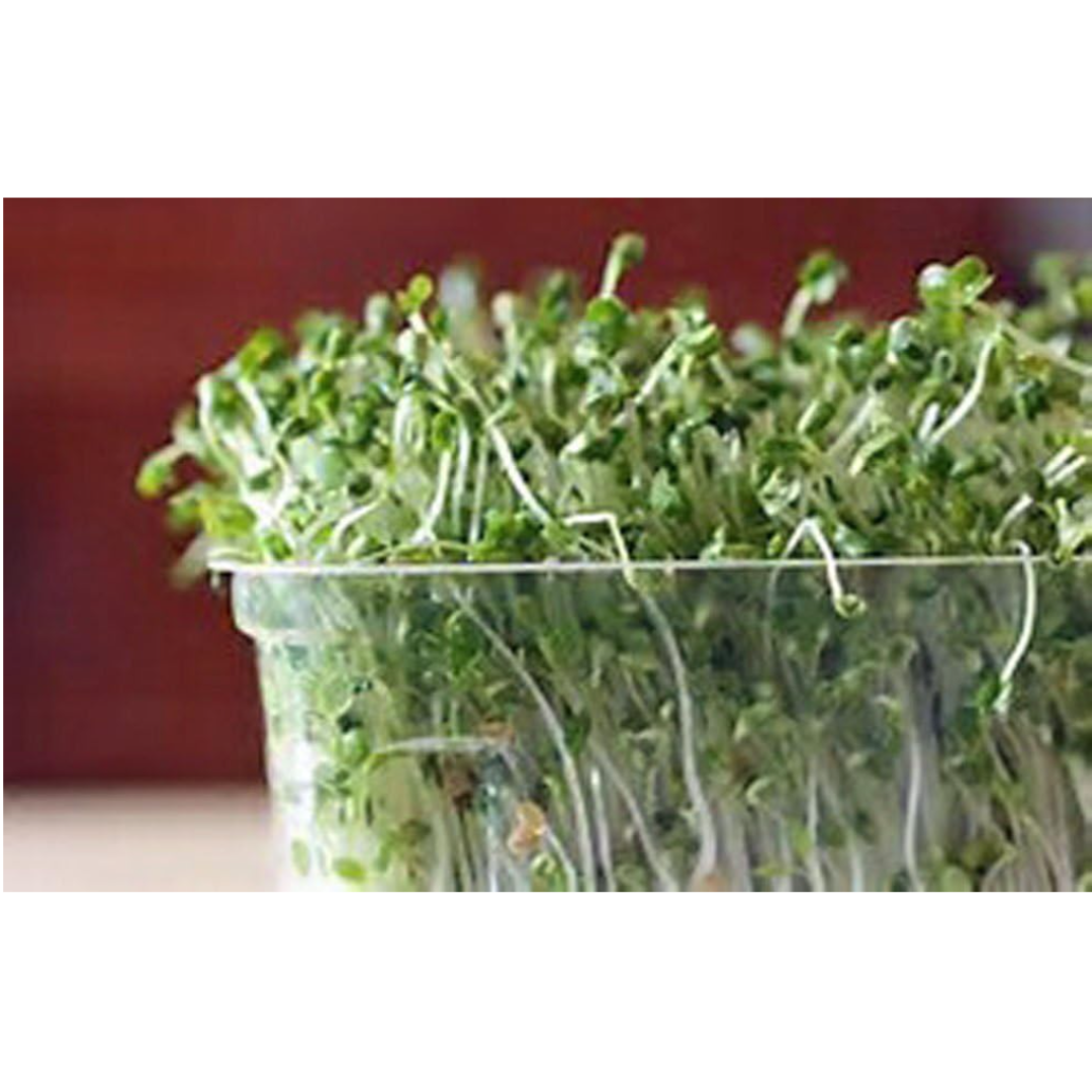 Organic Non-GMO Broccoli Seeds Sprouting Sprouts Microgreens 4oz of ...