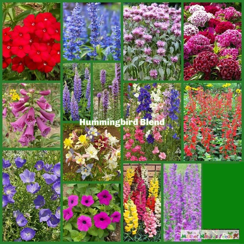 Wildflower Mix HUMMINGBIRD BLEND Nectar Flowers w/ Perennials Non-GMO ...