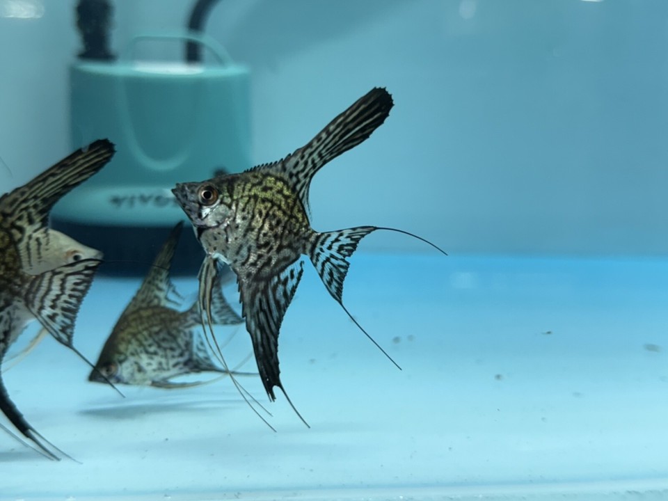 PACK Of 2 - LIVE Aquarium Longfin Leopard Angelfish - 1.5 To 2 Inch ...