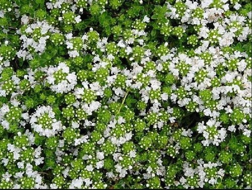 Thyme Creeping White 'Albiflorus' Perennial Garden Herb Plug Plants ...
