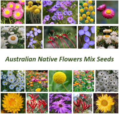 AUSTRALIAN NATIVE FLOWER MIX SEEDS Flower Seeds Australian Wild Flower ...