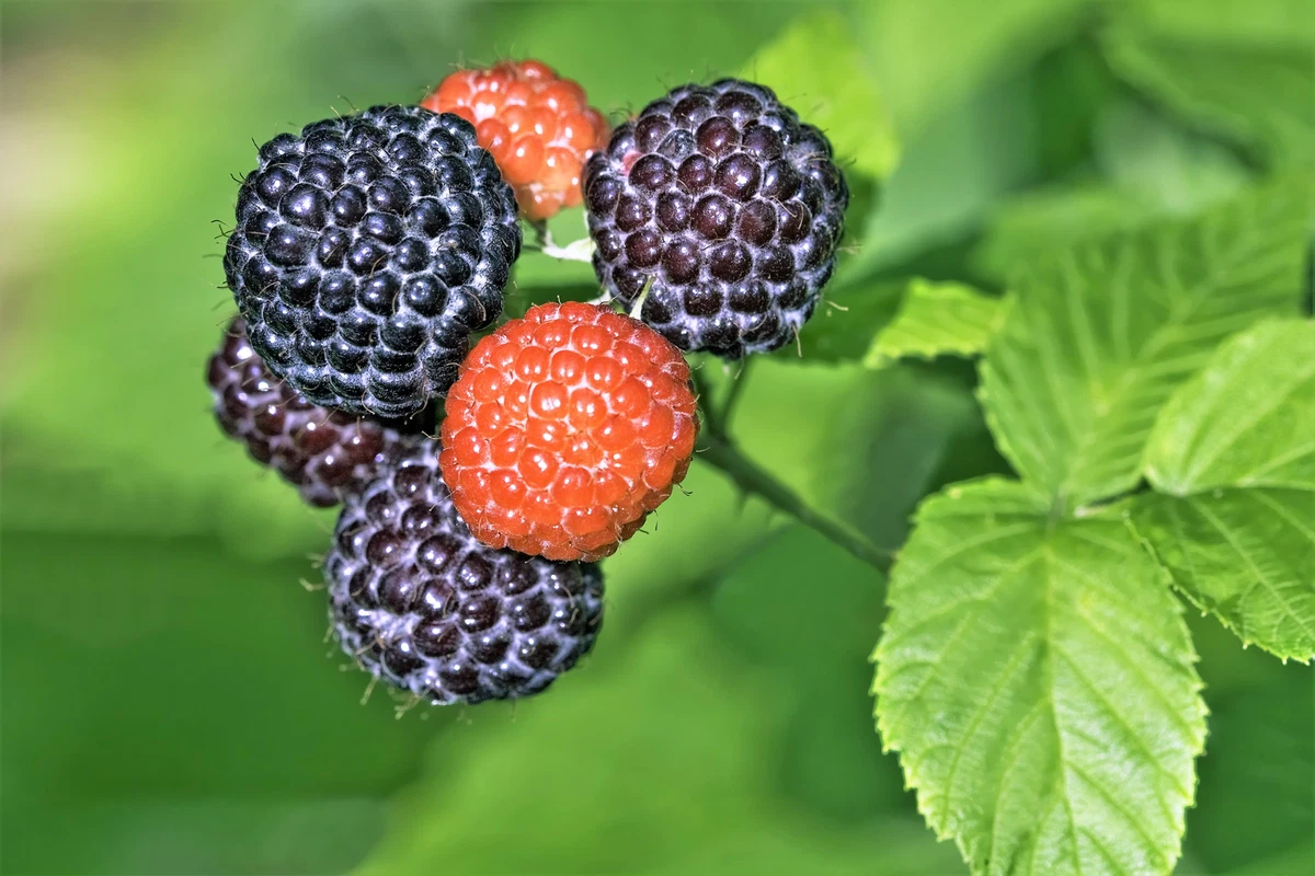 Rubus Leucodermis