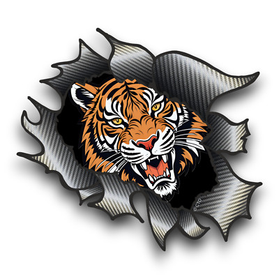 Angry Tiger Big Cat Animal Ripped Carbon Fibre Vinyl Sticker Decal ...