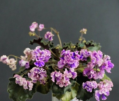 Imp`s Jellyfish Sting 2 Blätter/2 leaves African Violet ...