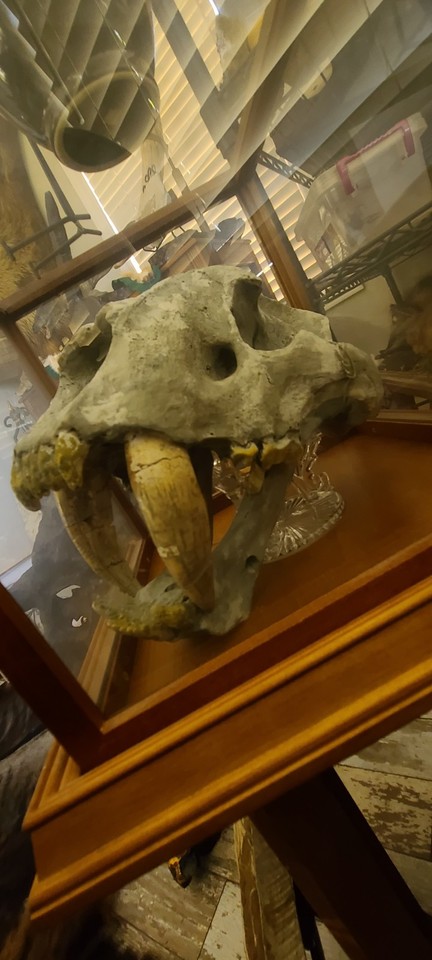 Sabertooth Smilodon Fatalis Dinosur Fossil Incredible! | eBay