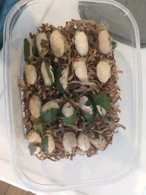 Polyphemus moth cocoon (Saturniidae, Antheraea polyphemus) | eBay
