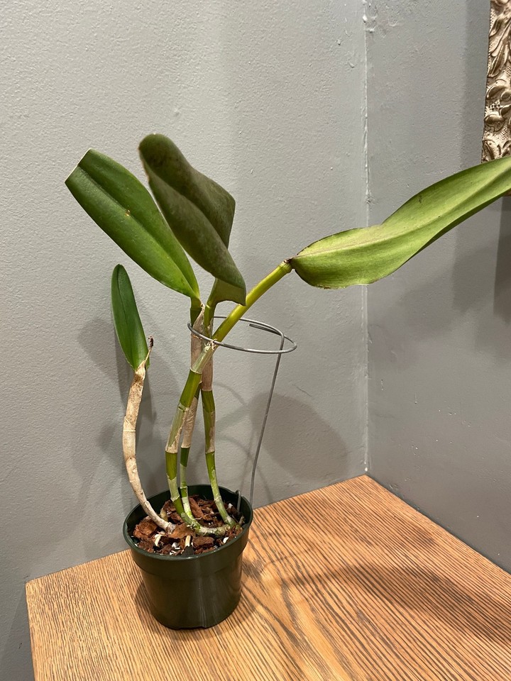 Slc. Natalie Canipelli `Moonshot' AM/AOS V- 6/2025 Cattleya Orchid ...