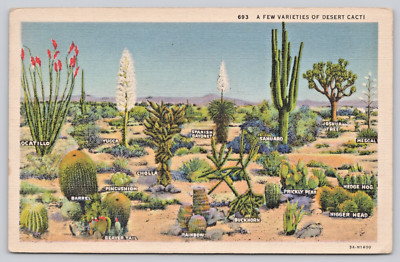 Postcard Desert Cacti Cactus Ocatillo Yucca Joshua Tree Mescal Saguaro ...