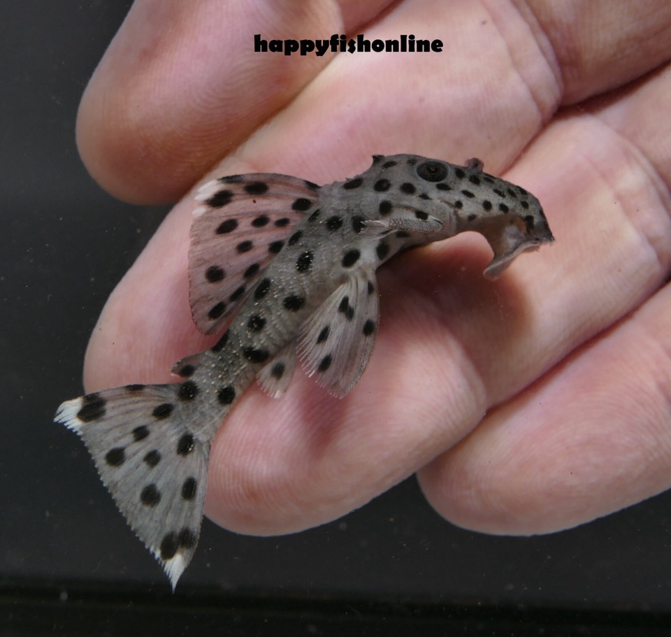 BABY L264 SULTAN PLECO! HEALTHY BEAUTIFUL LITTLE JUVENILE LIVE FISH! WC ...