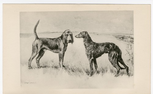 BLOODHOUND & DEERHOUND RARE 1897 ANTIQUE DOG ART PRINT Artist ARTHUR ...