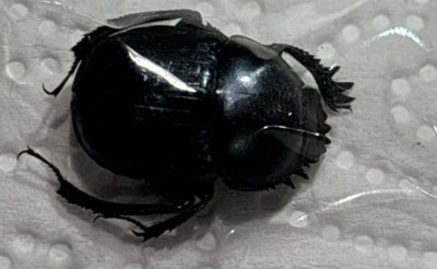 Garreta Nitens SCARABAEIDAE Ref 3169 | eBay