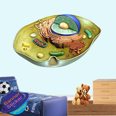 CELL BIOLOGY NUCLEUS EDUCATION 3D EFFECT WALL STICKER ROOM DECOR DECAL ...
