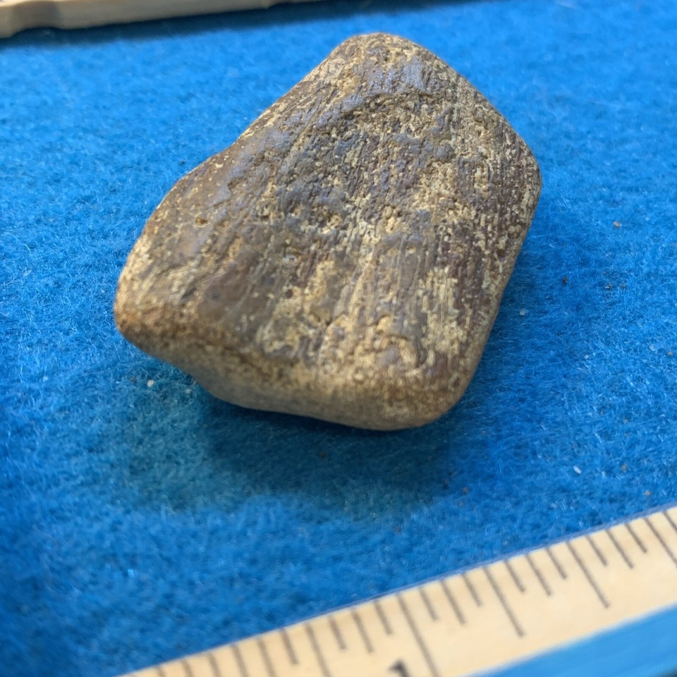 Turtle Cretaceous Plastron Scute Shell Fossil in Display Case | eBay