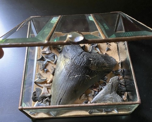 Giant Prehistoric Shark Tooth Fossil, glass case, stand and 70 more ...