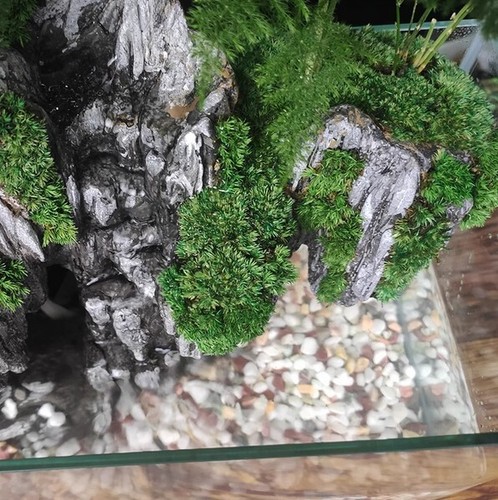 Fish Tank Flowing Moss Micro Landscape Ecological Hydroponic Green ...