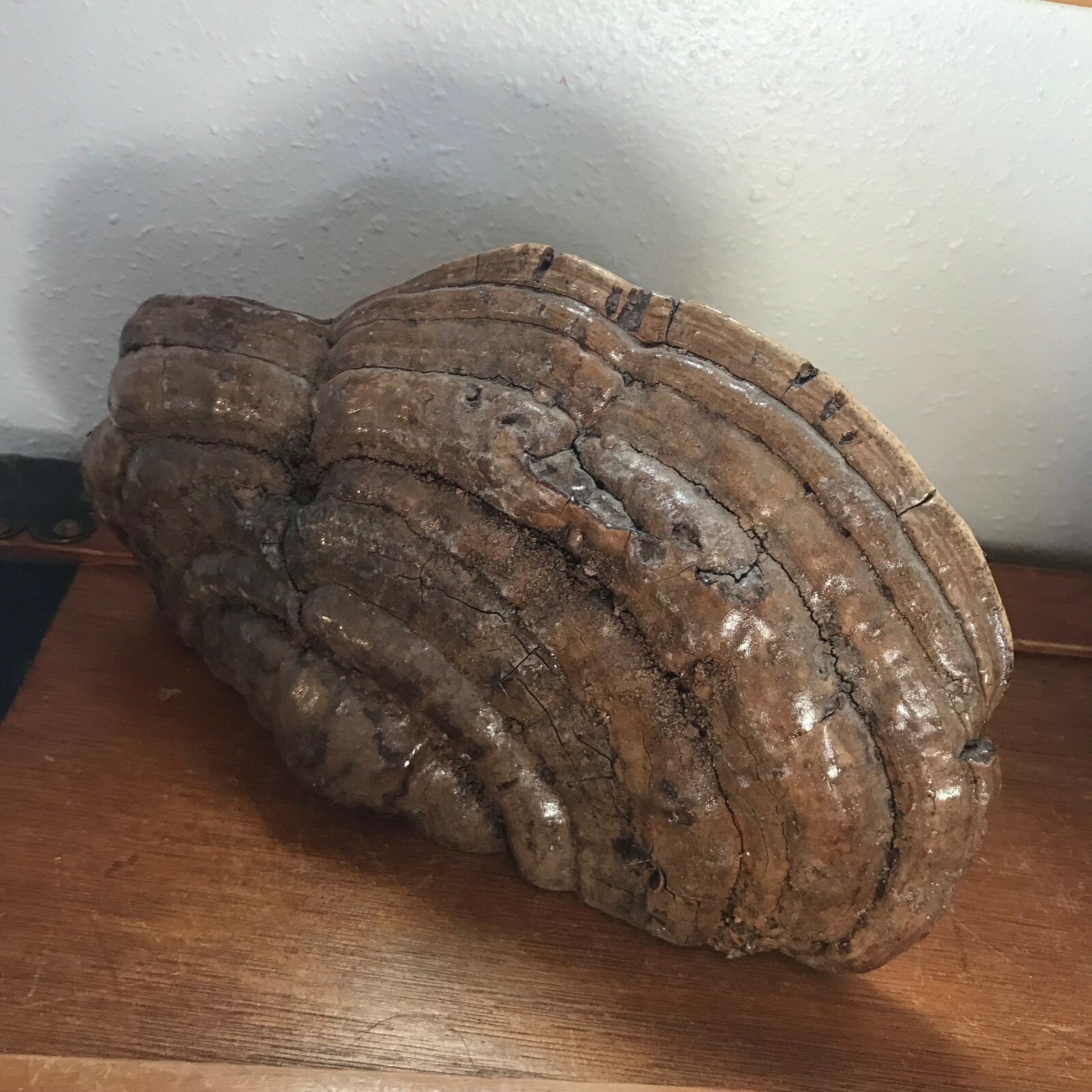 Artist Signed Hand Painted Black & Yellow Warbler Bird in Tree Conk ...