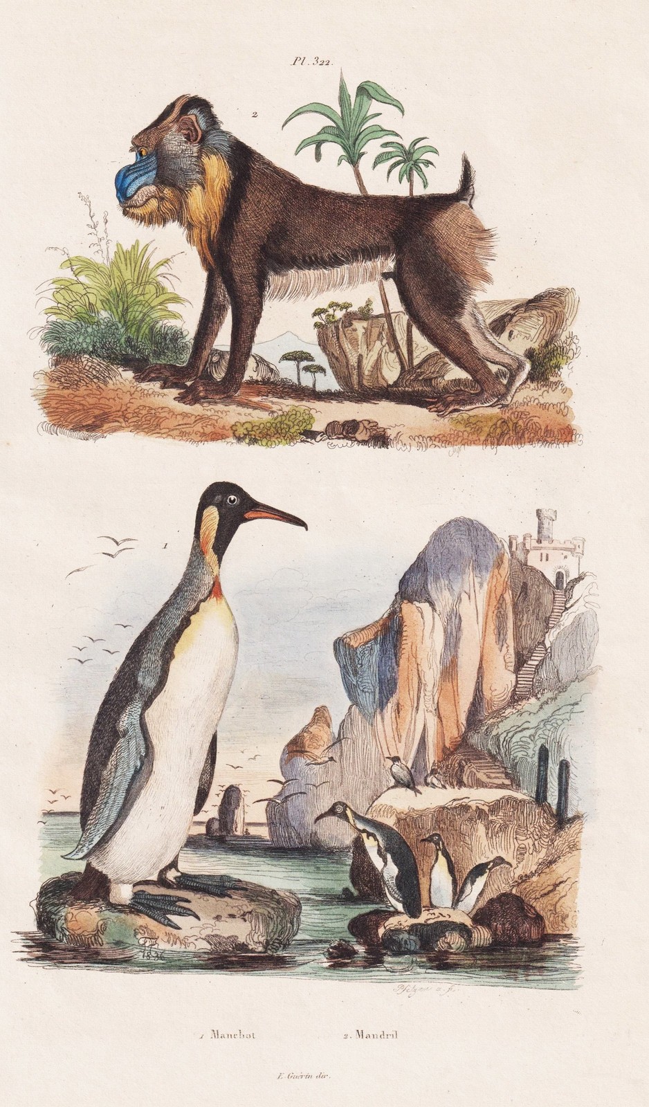 Mandrill monkeys monkeys penguins penguins steel engraving Guerin ...