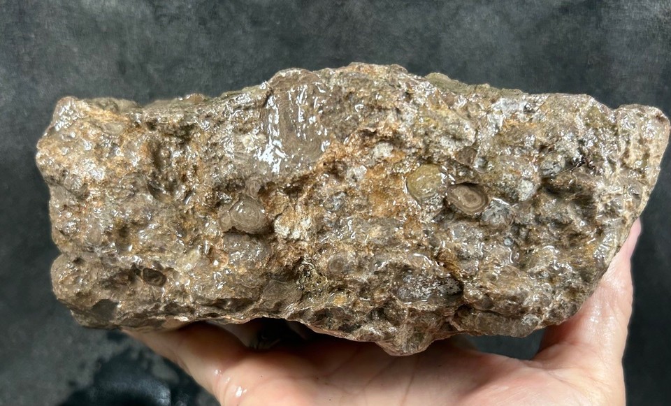 Orbicular Rhyolite Rough *4.74 pounds - Utah! | eBay