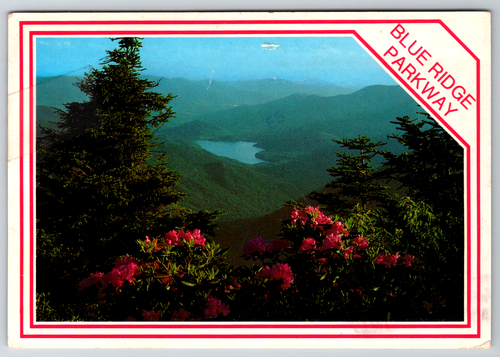 c1960s Blue Ridge Parkway Flowers Mountains Vintage Postcard | eBay