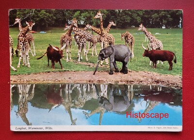 Postcard Unused Lions of Longleat Warminster Wiltshire England | eBay UK