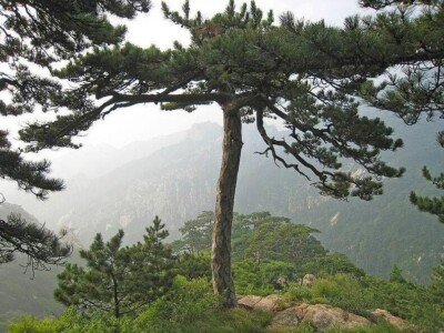 Pin rouge de Mandchoure - Pin rouge de Chine - Pinus tabuliformis - 5 ...