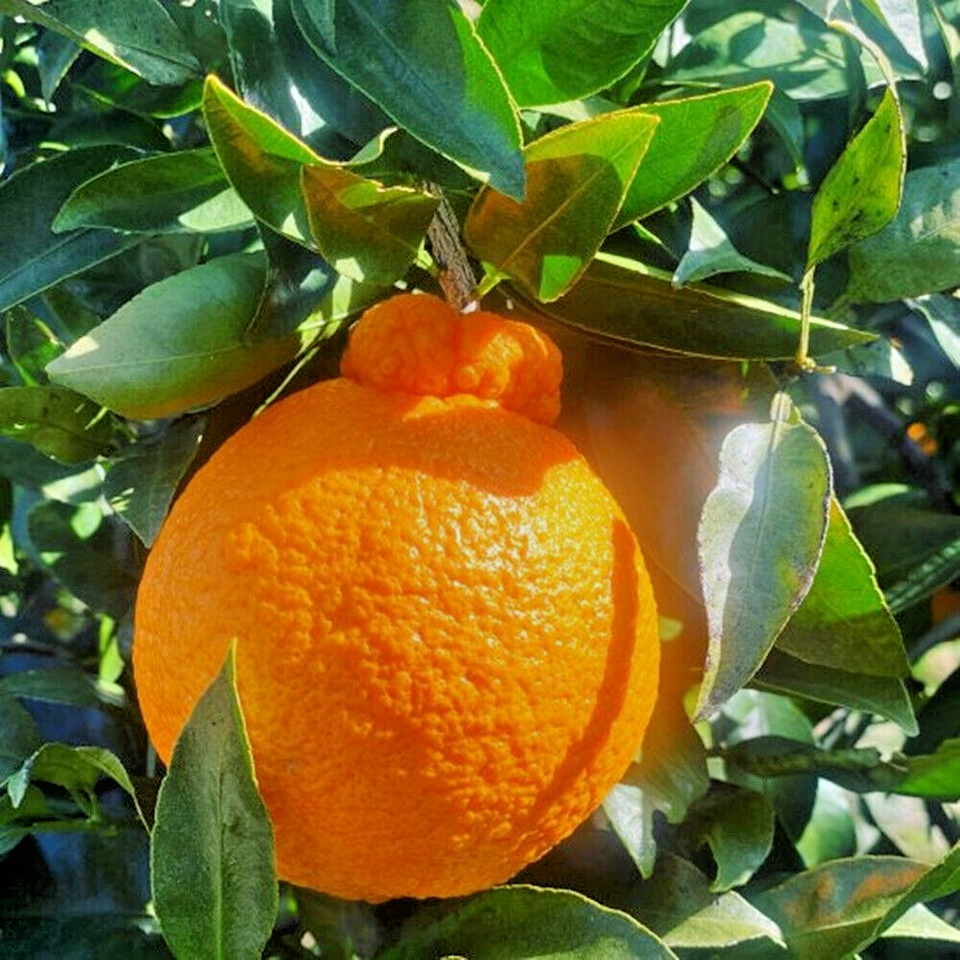 Dekopon Orange Grafted Plant Sumo Shiranui Mandarin Fruit Tree Tall 20 ...
