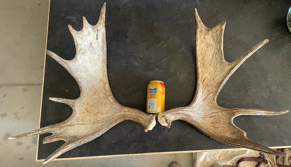 Small Craft Moose Shed Antlers Decor Taxidermy Craft Elk Mule Deer ...