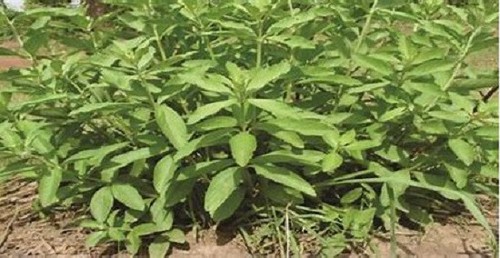 PROMO*** 90GR BULUKUTU feuilles BIO en poudre thé Détox Thé du Congo ...