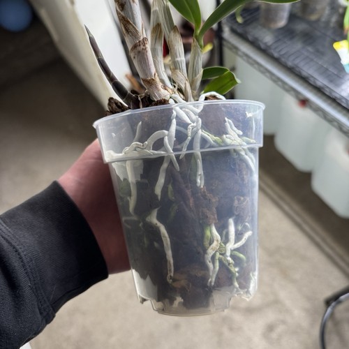 Lc Molten Tiger Cattleya Orchid In Spike And Open Flower | eBay