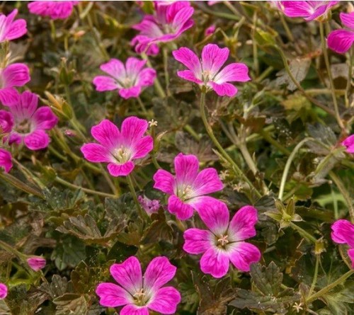 GERANIUM 'Orkney Cherry' - Hardy Perennial Plant - ex 9cm (P9) Pot ...