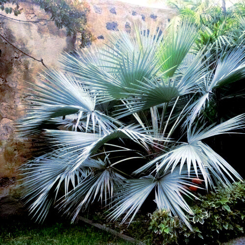 10 Mexican Blue Hesper Fan Palm Tree Seeds Grey Goddess Tropical Cold ...
