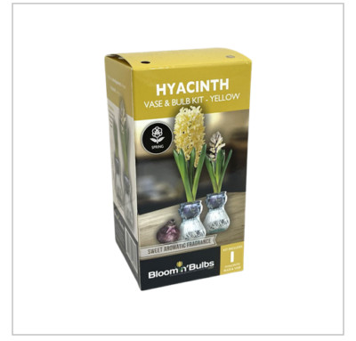 Hyacinth VASE & BULB KIT - Yellow - Boxed GREAT GIFT - FREE SHIP in ...